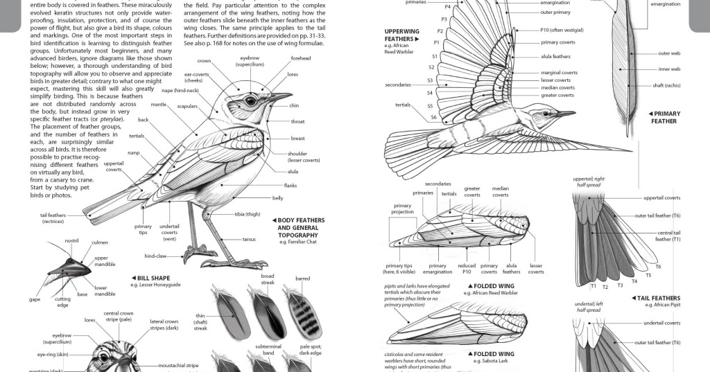 Birding Around: Choosing a Bird Field Guide