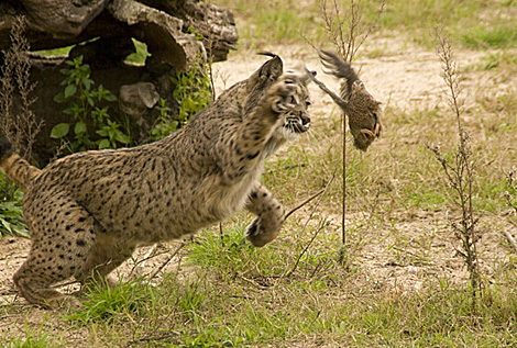 Iberian lynx Facts And Latest Images | All Wildlife Photographs