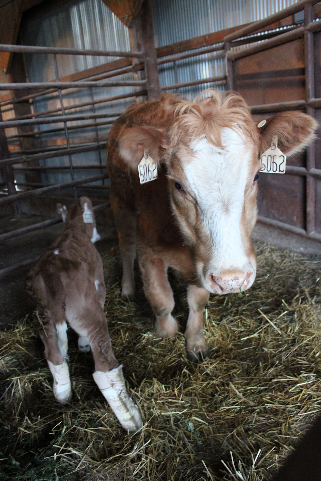 The Ninth Year...: Beef Cattle Calving in Clay Center, Nebraska