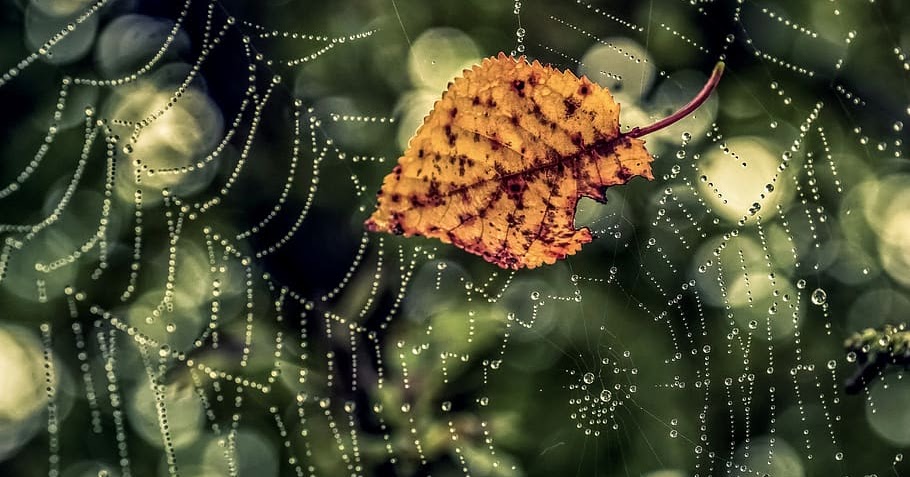 Cobwebs: Where Have All the Cobwebs Gone?