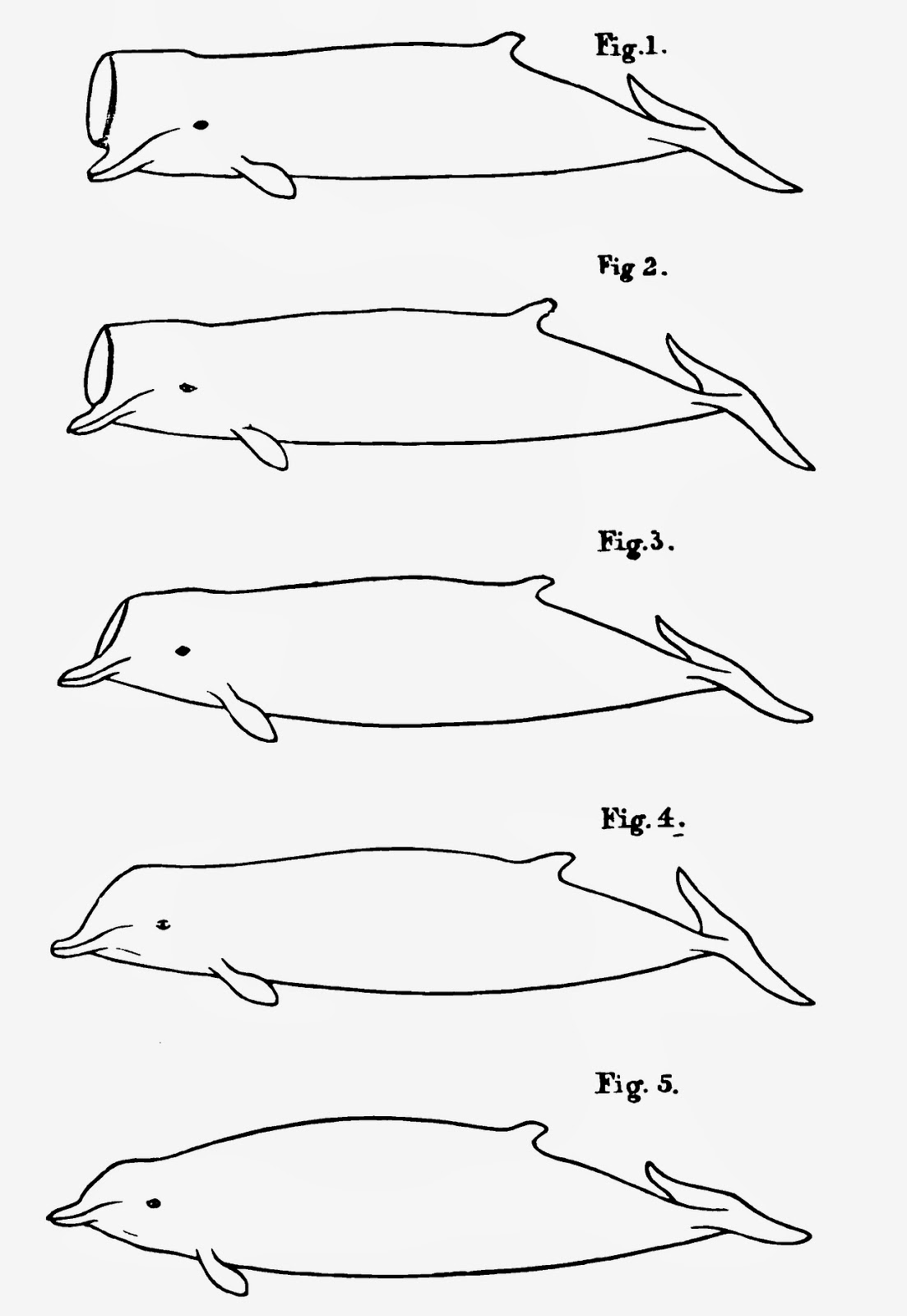 CURRICULUM SUPERFRIENDS: Development of male Northern Bottlenose Whale ...