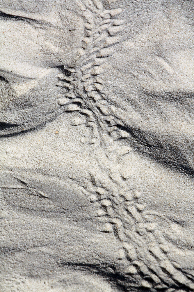 At Home in Palm Beach: Turtle Tracks