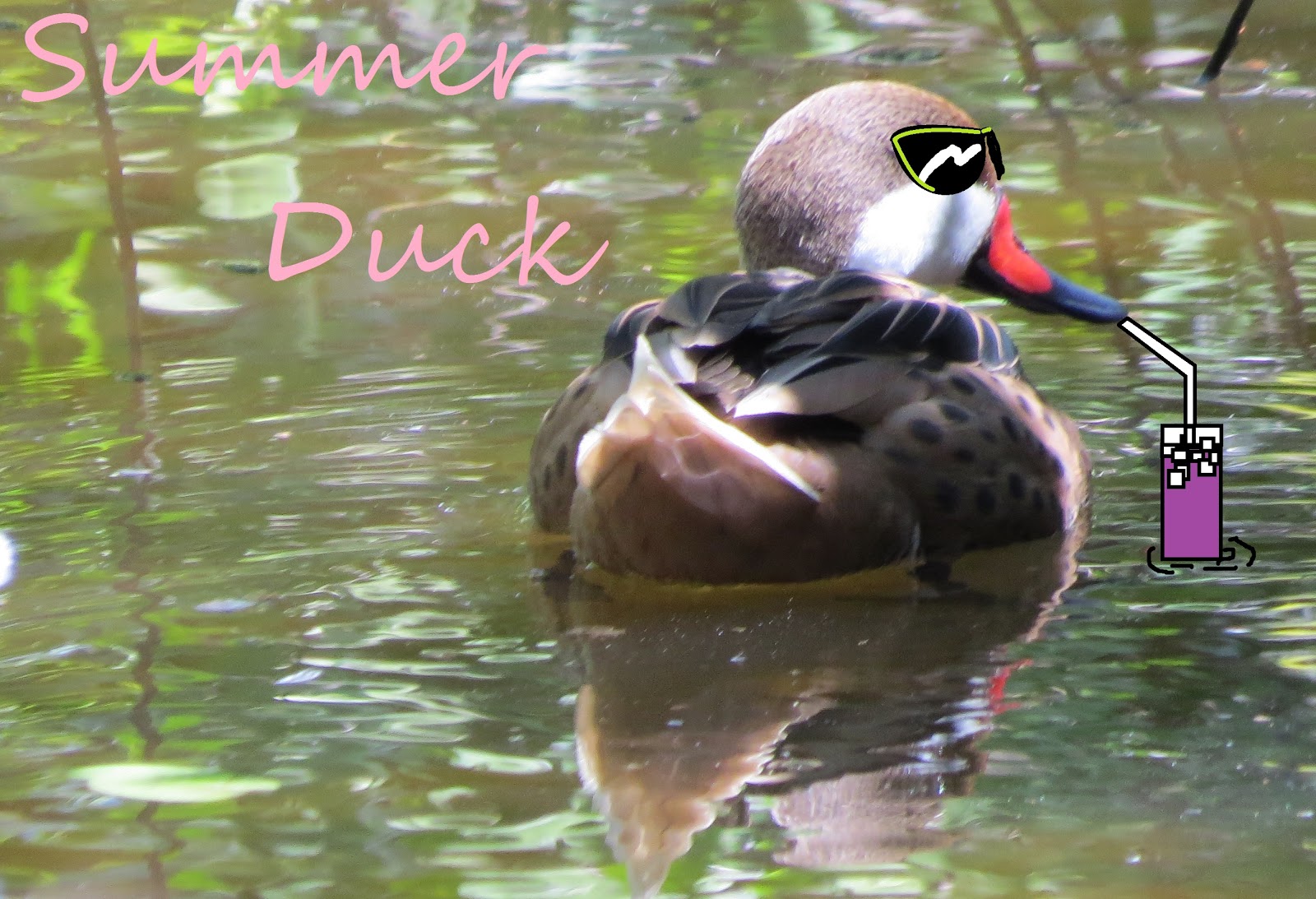 amateurnithologist: Summer Duck