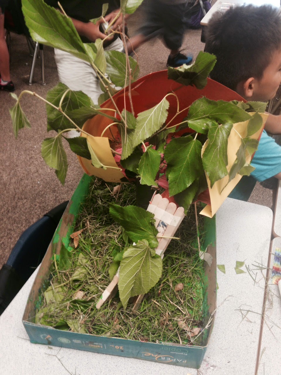 Third Grade with Room Nine: Welcome to the Rainforest