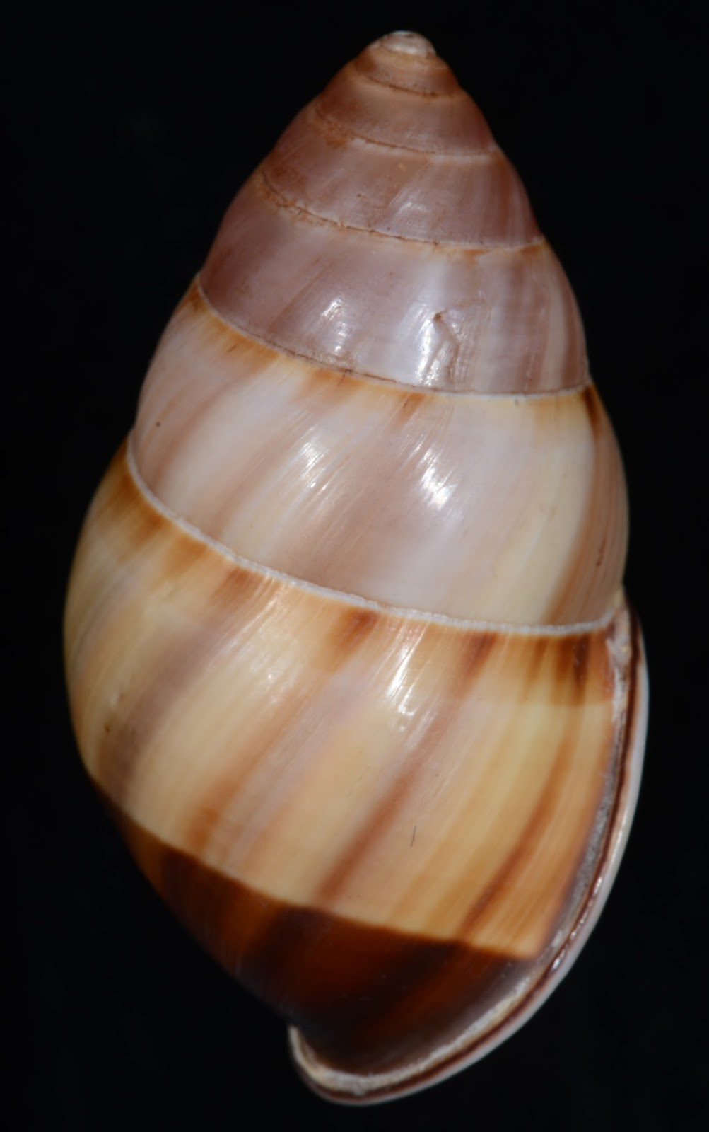 Dr. Lee's Gallery Museum: Amphidromus inversus annamiticus 45.11mm ...