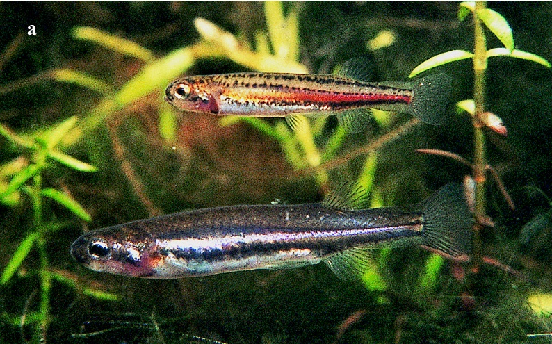 Sciency Thoughts: Cryptic diversity in Galaxid Fish: A new species of ...