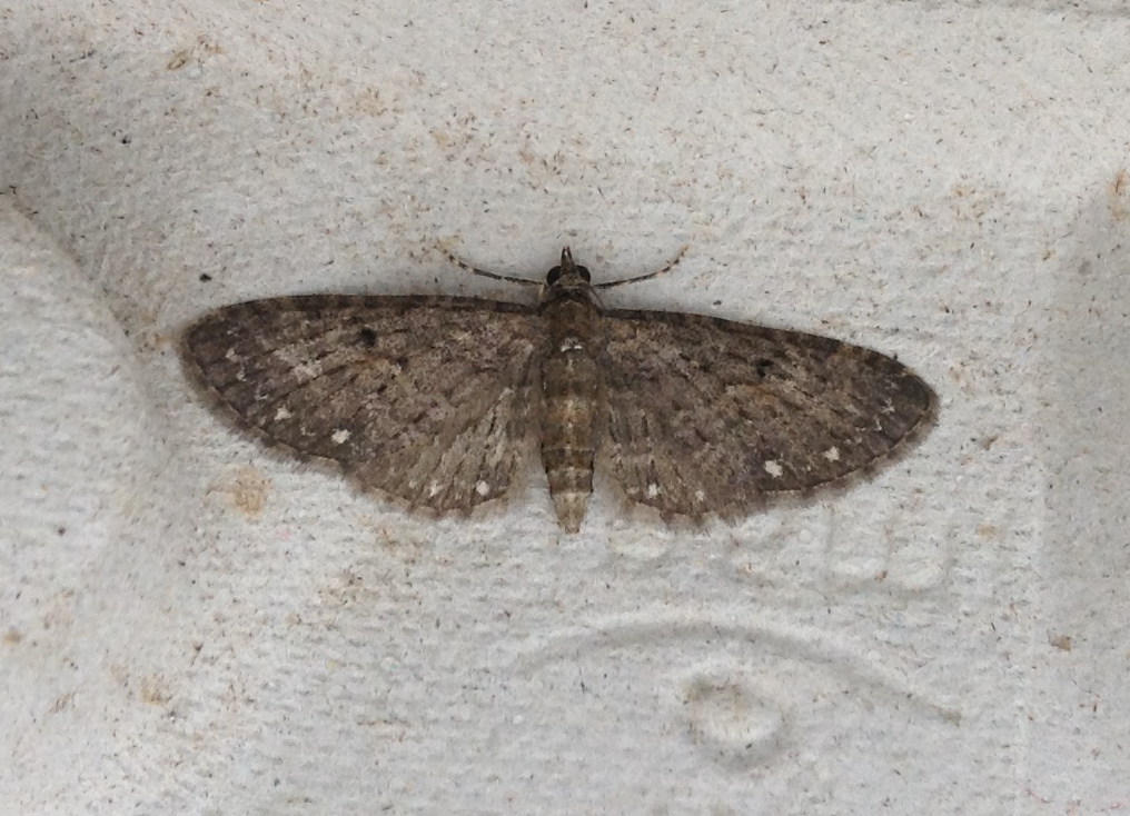 Martin's Moths: Gotcha!