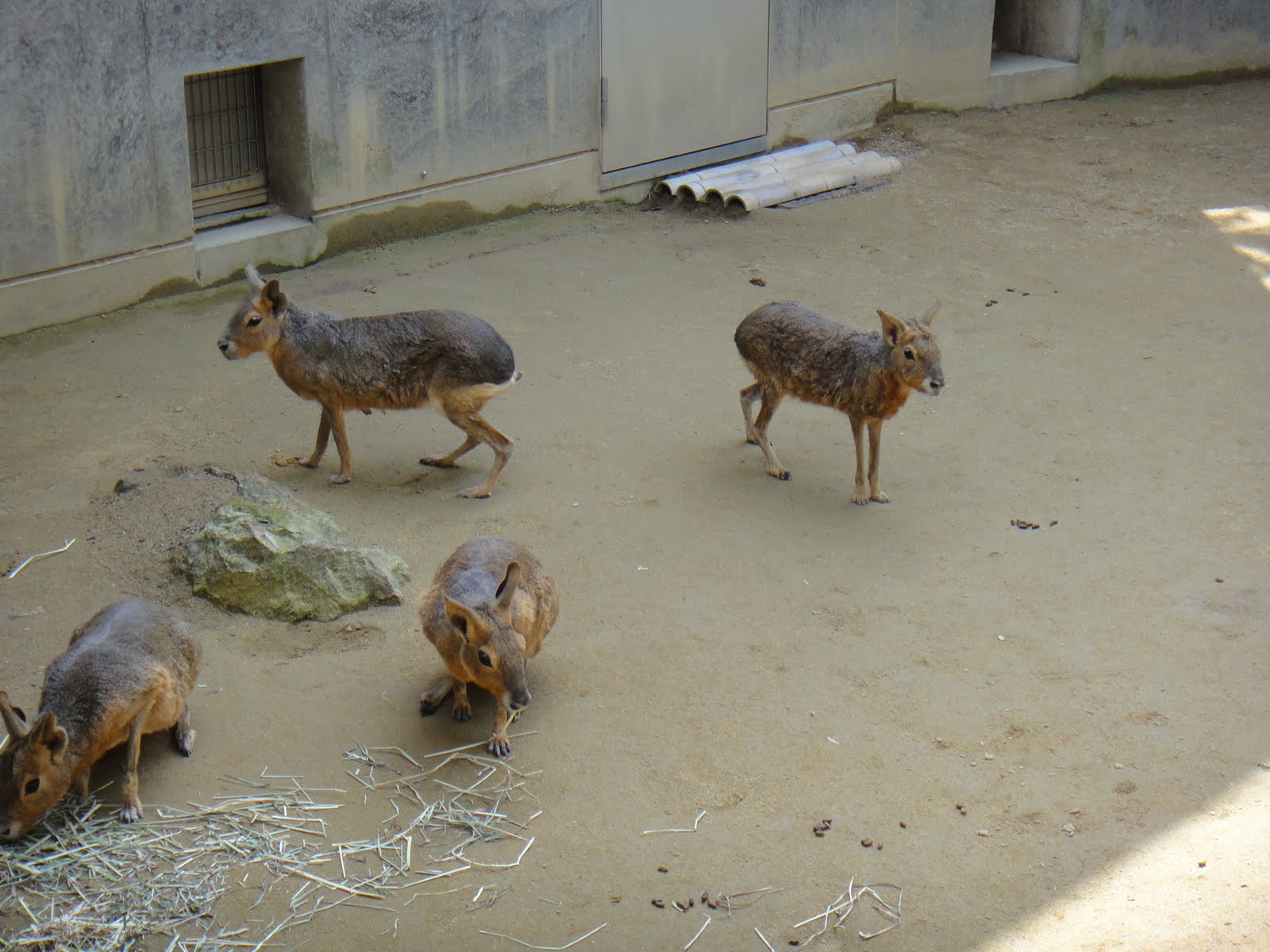 The New Normal: Yet Another Zoo