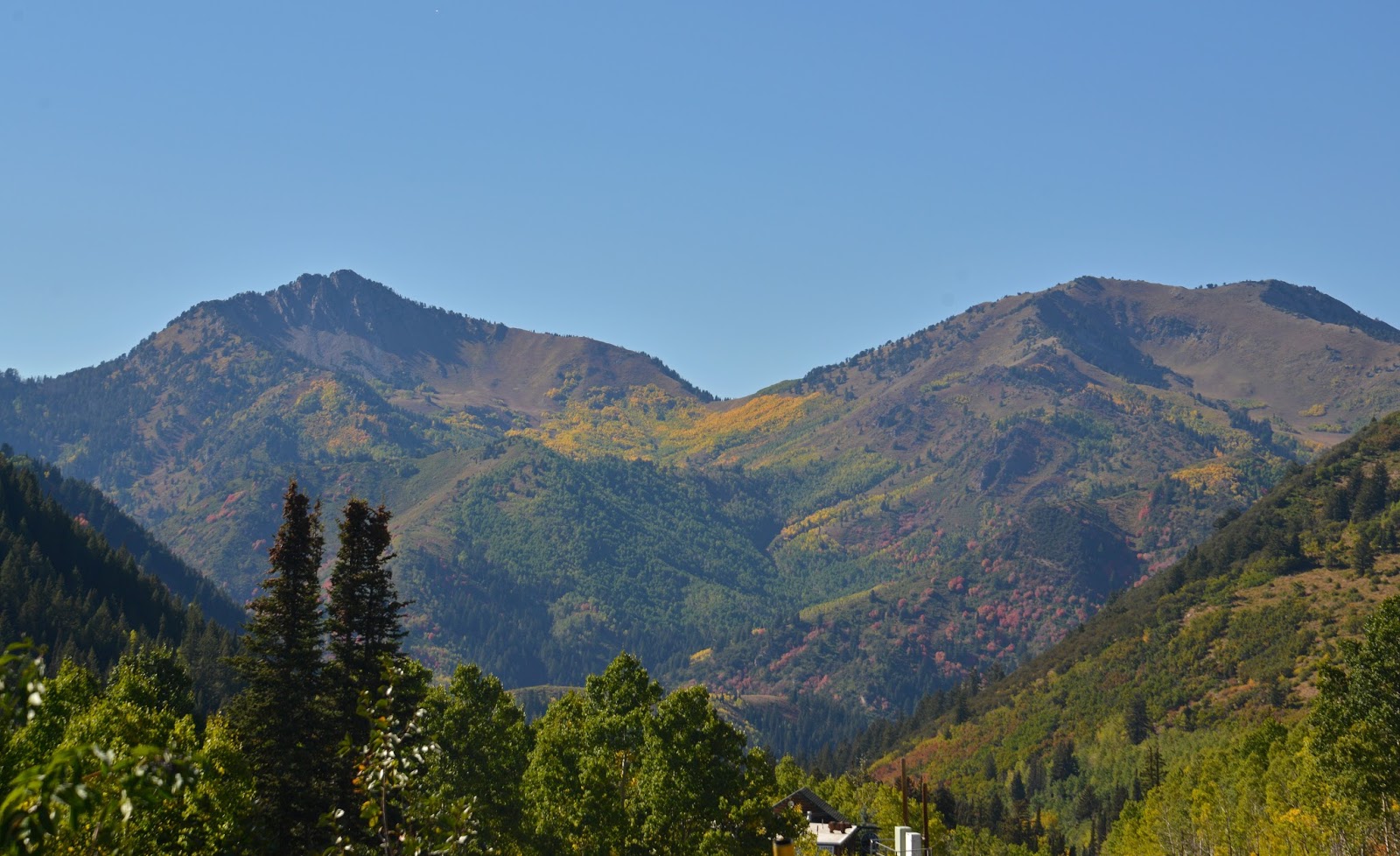 Guardsman Pass Leaves - light-in-leaves