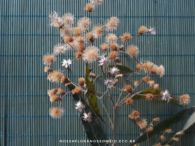 Arbusto assa-peixe: características e propriedades medicinais