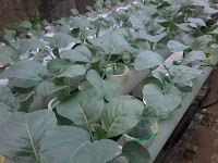 kebun tanikota: Kailan; Sayuran yang Kaya Vitamin dan Penuh Manfaat