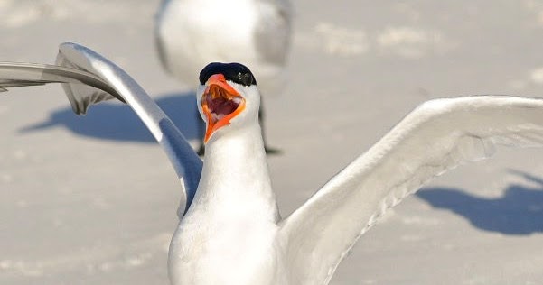 WELCOME TO BIRDS OF THE WORLD!!