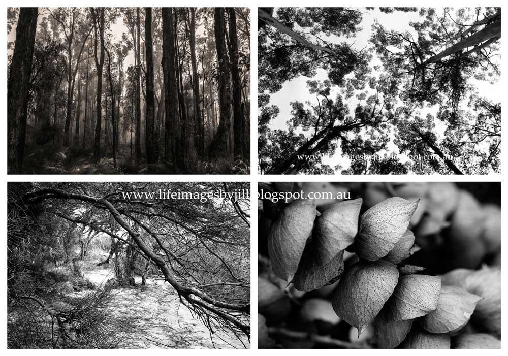 Life Images by Jill: Monochrome photography - give it a go!