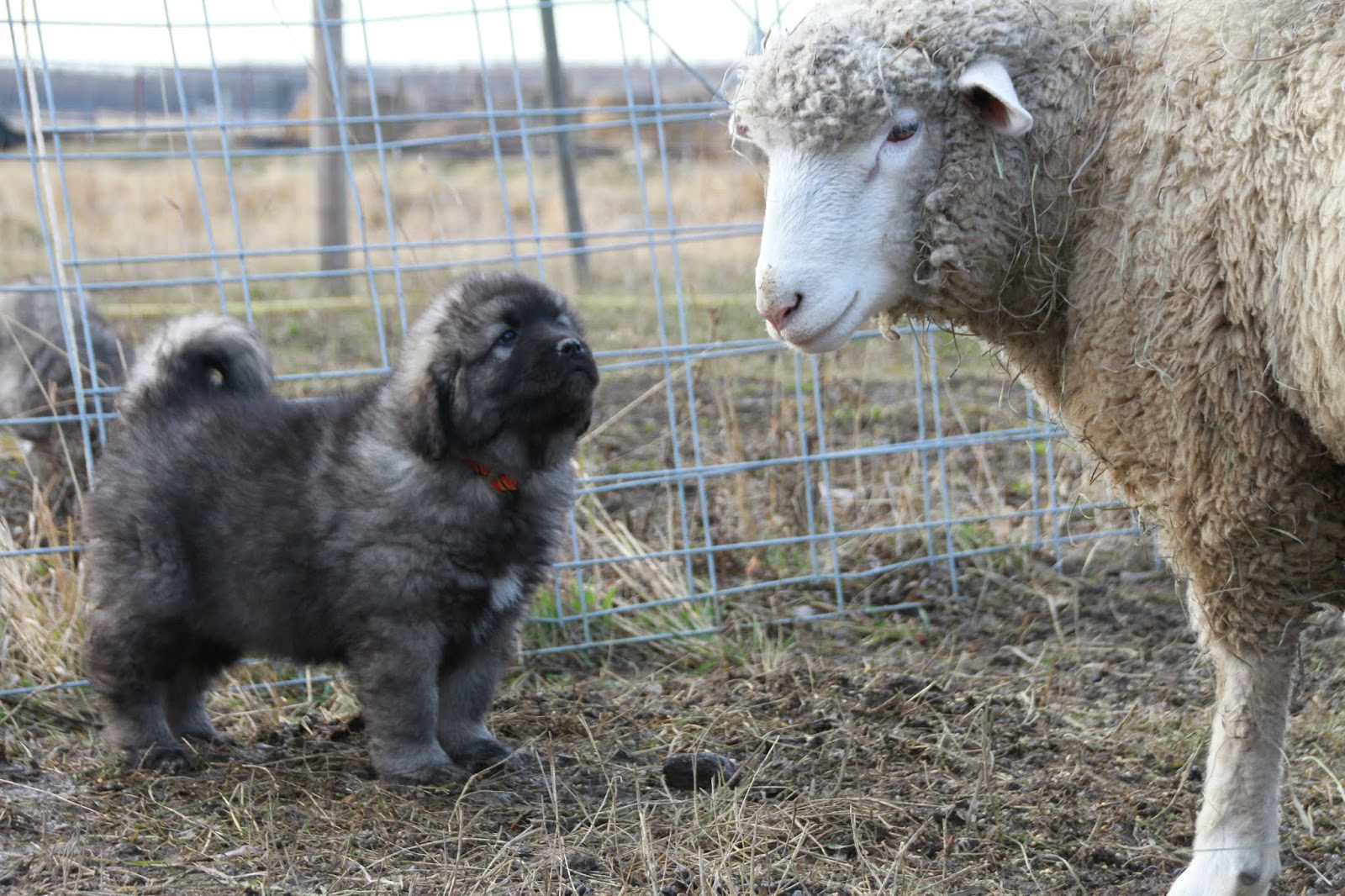 Predator Friendly Ranching : What matters more breed or breeder?