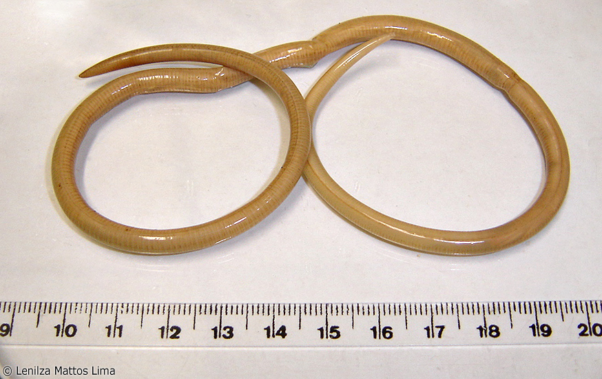 Parasitoses em Escolares