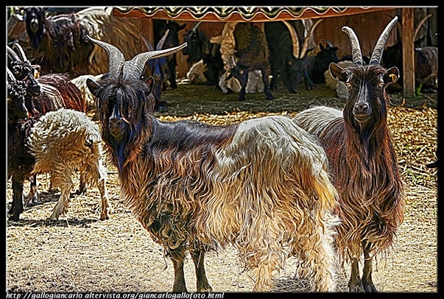 HDR - photographic processing : Capre