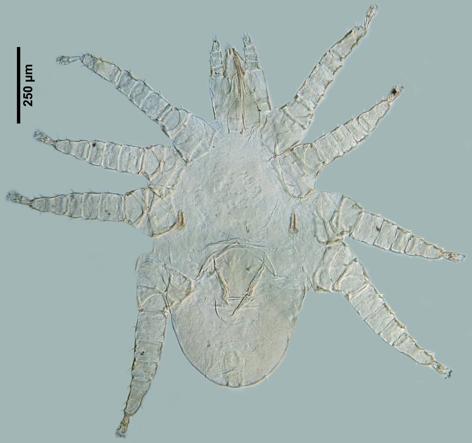 Variety of Life: Rhinonyssidae