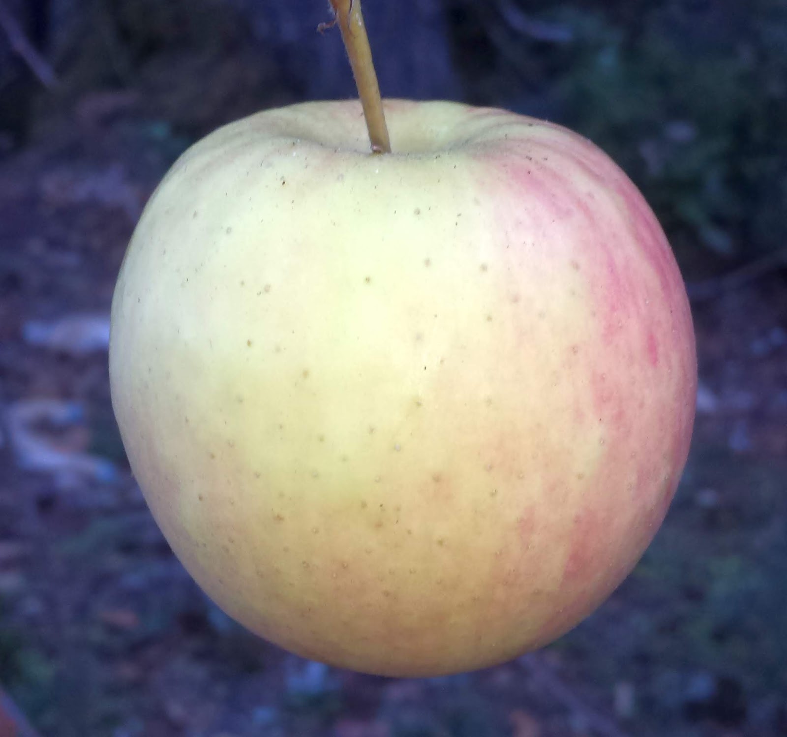 Musings from Little Grove Farm: Winter Apples: Cripps Pink, Braeburn ...