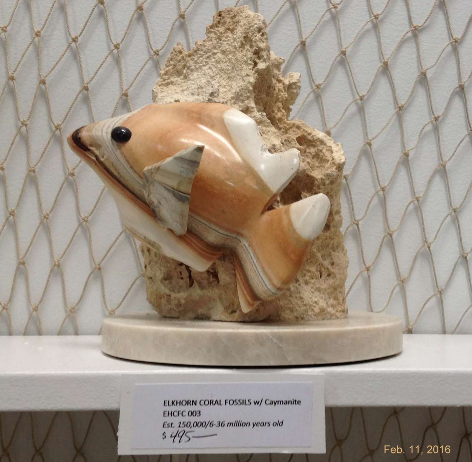 CaymANNature: Cayman Rocks – Caymanite and Phytokarst