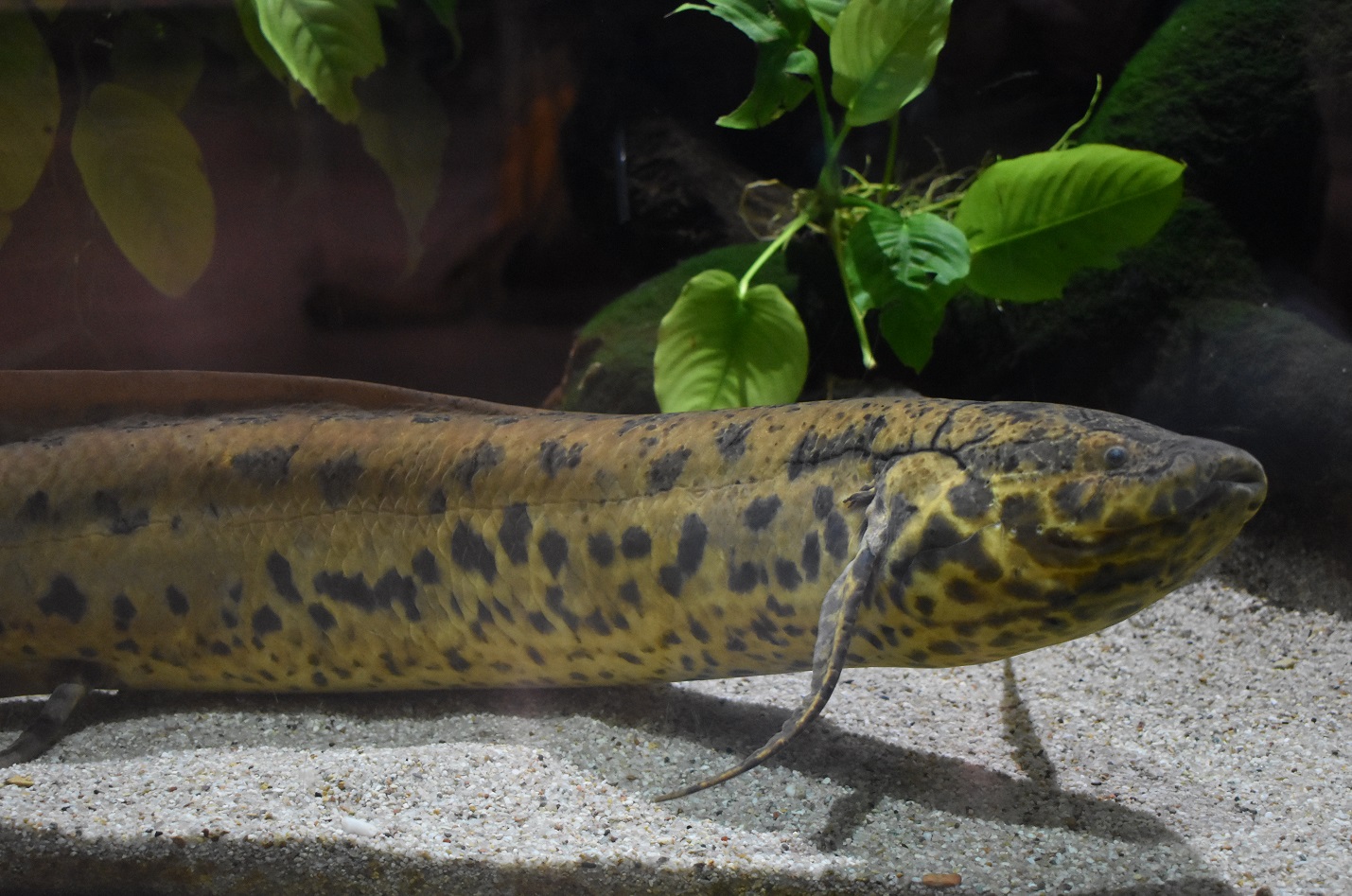 ZOOTOGRAFIANDO (MI COLECCIÓN DE FOTOS DE ANIMALES): PEZ PULMONADO ...