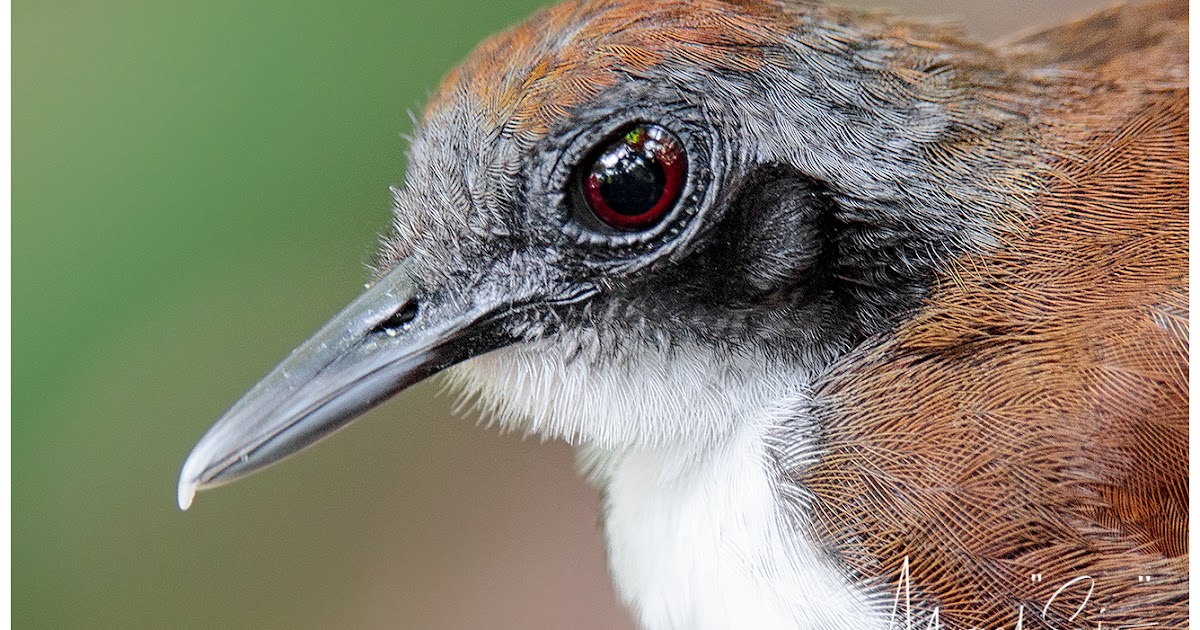 Photographing birds at an army-ant swarm