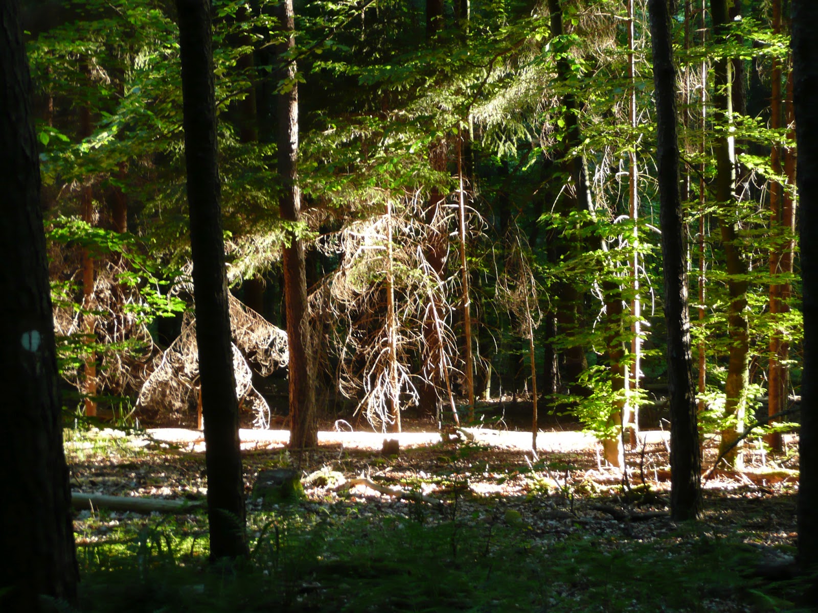 Unterfrankes Welt: Unterholz im Abendlicht - Gramschatzer Wald