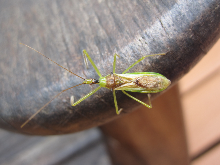 Lake Wicwas Nature Journal: Insects