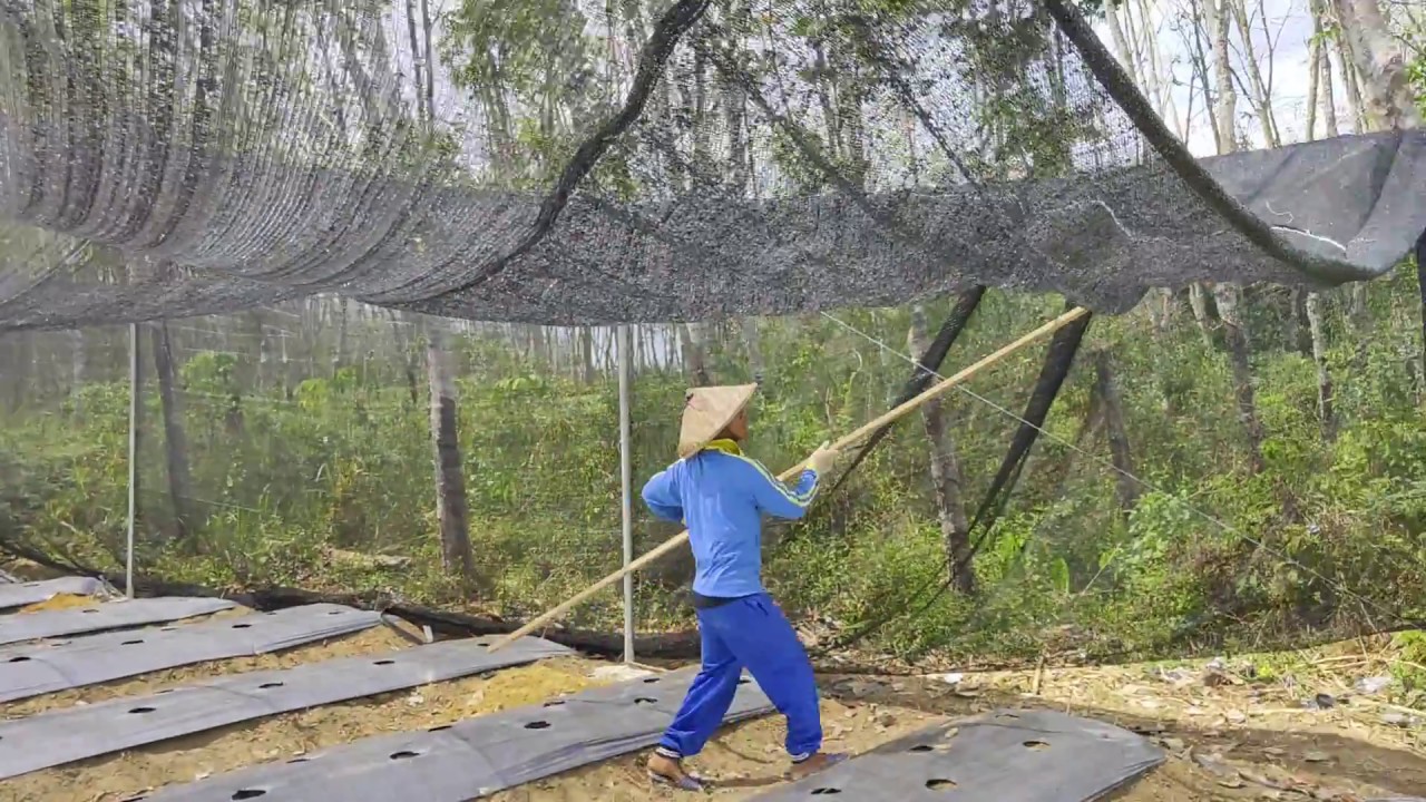 Bagi Yang Belum Tahu Apa Itu Paranet? Yuk Mengenal Paranet Beserta ...