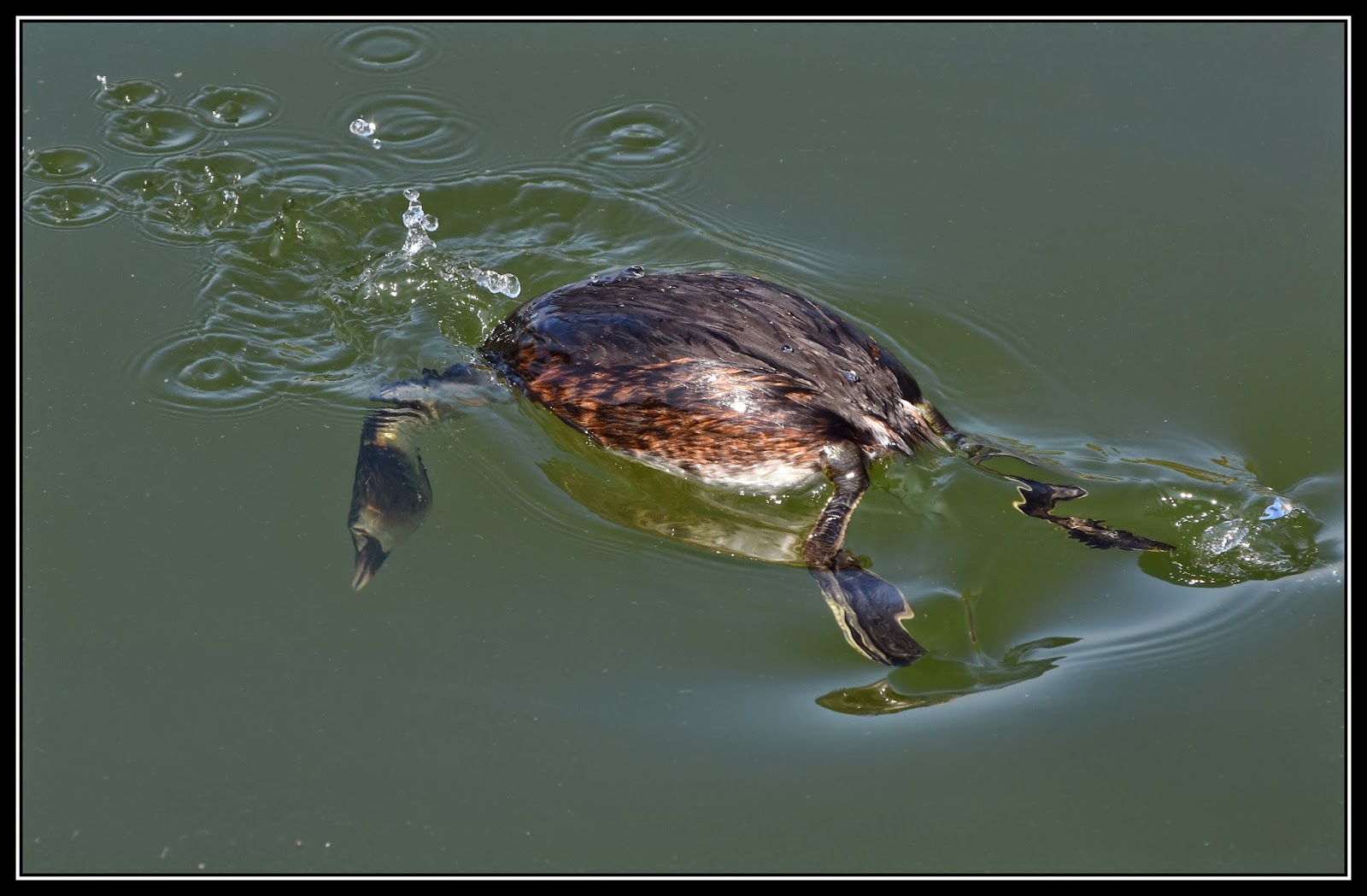 Carl Bovis Nature Photography: Underwater Great Crested Grebe and the ...