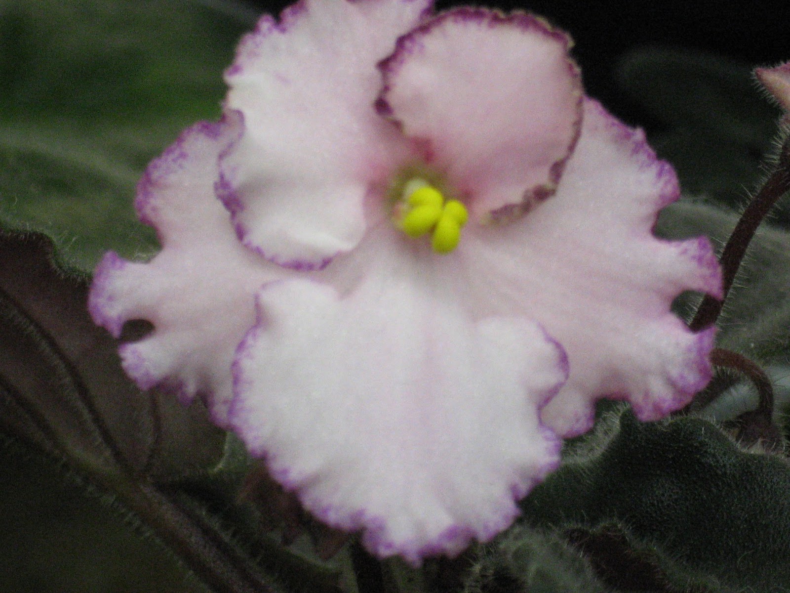 Shanti's African violets: Featured violet: Raspberry Crisp