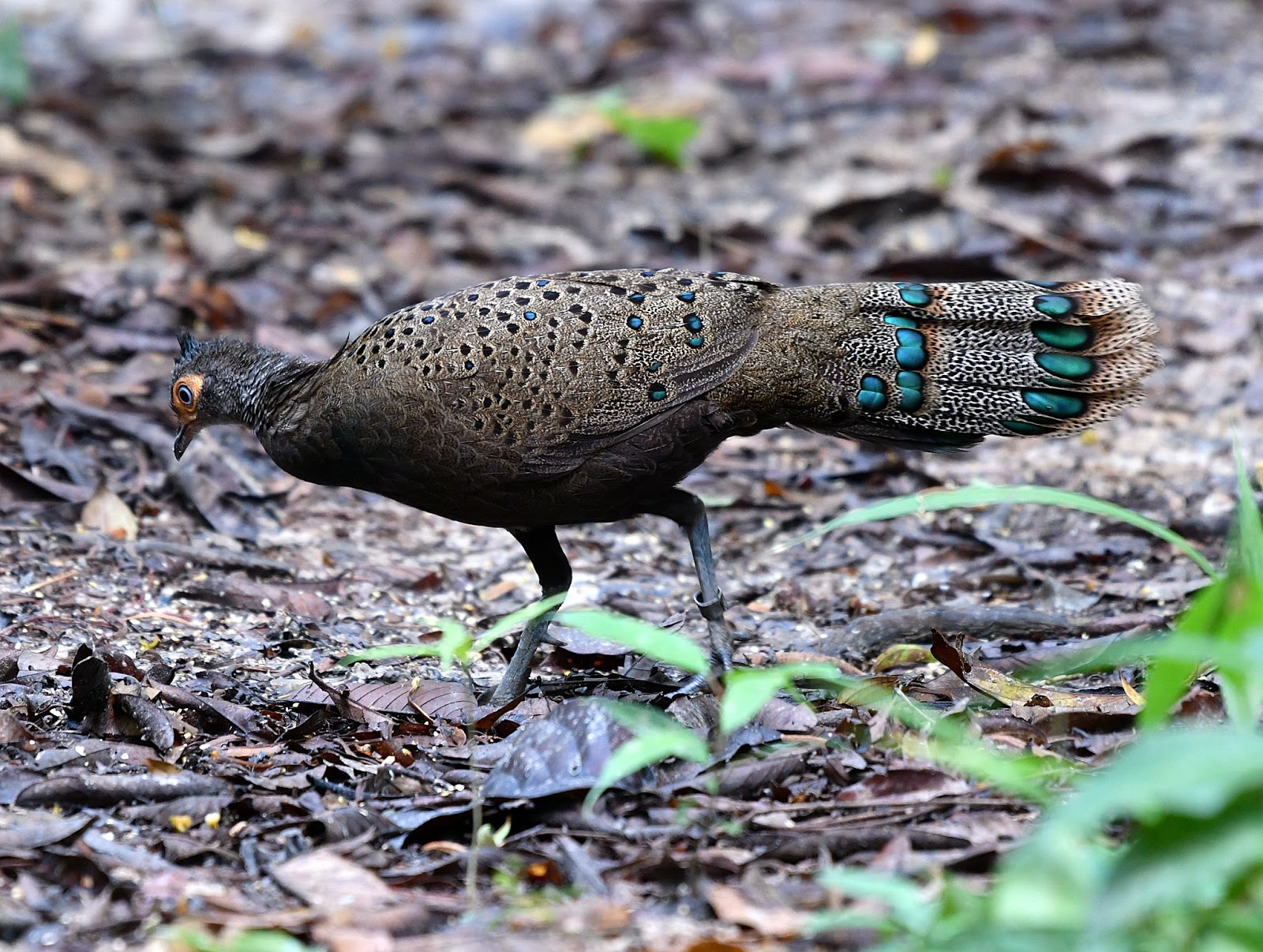 The Life Journey in Photography: Malayan Peacock-Pheasant @ Bukit ...