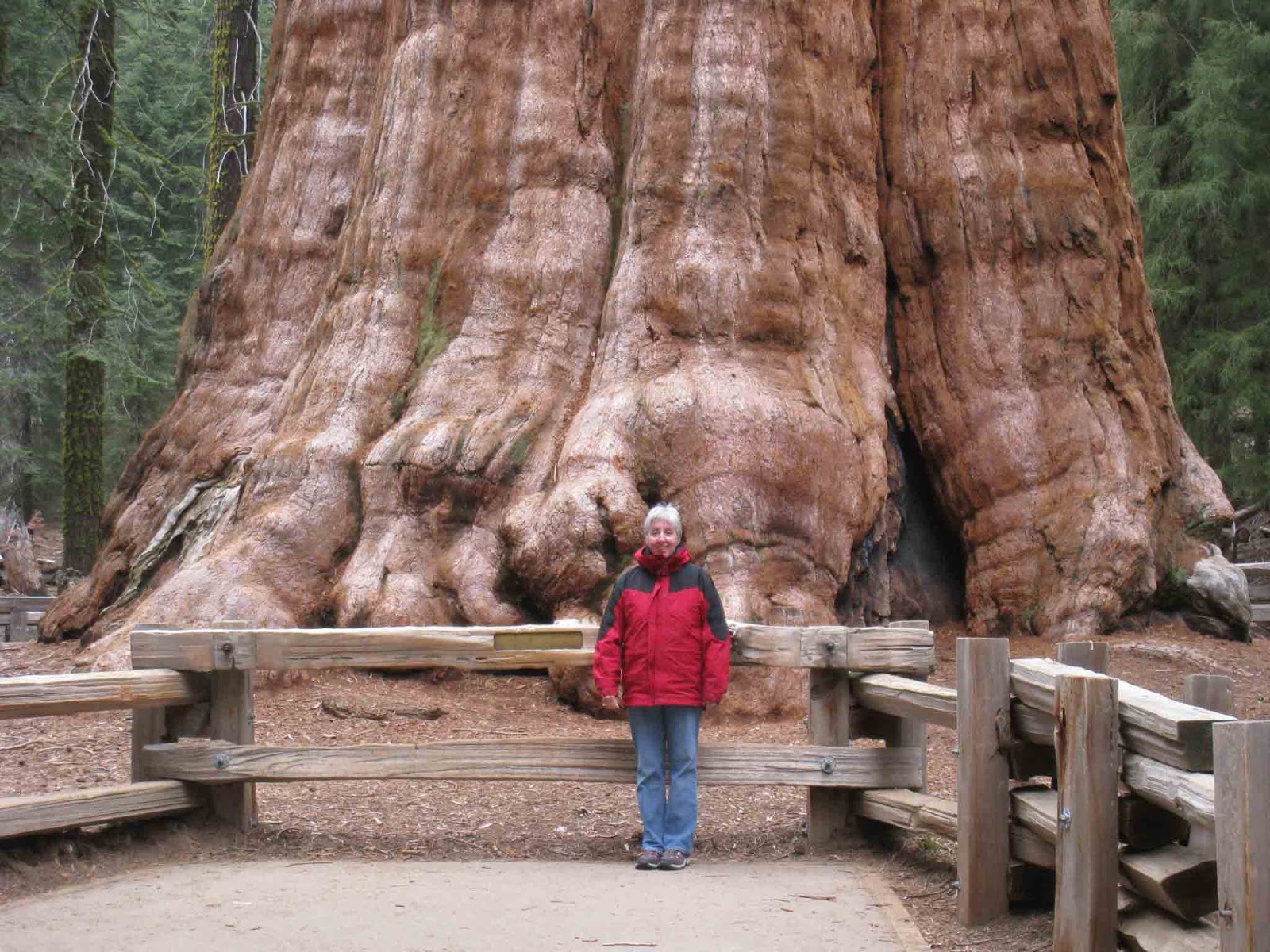 Tales from the Highway: Big Ass Trees