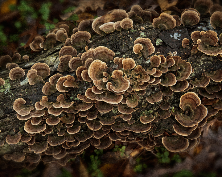 Dan Routh Photography: Fungi Covered Log
