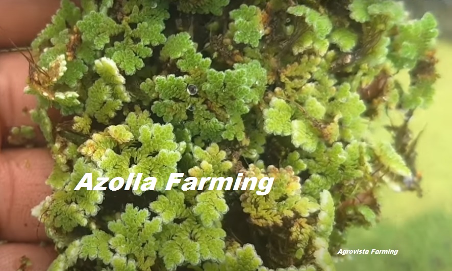 Azolla Cultivation - An Opportunity to Increase Farm Income - Agrovista ...