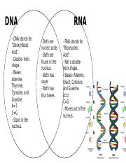Venn Diagram Dna Rna - Federal Resume