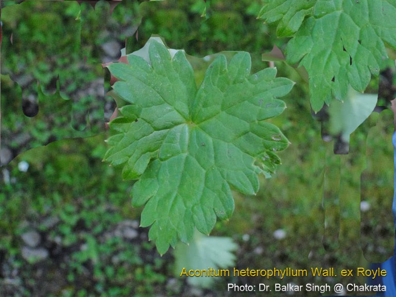 Medicinal Plants: Aconitum heterophyllum, Ativisha, Atis, adivitaiyam