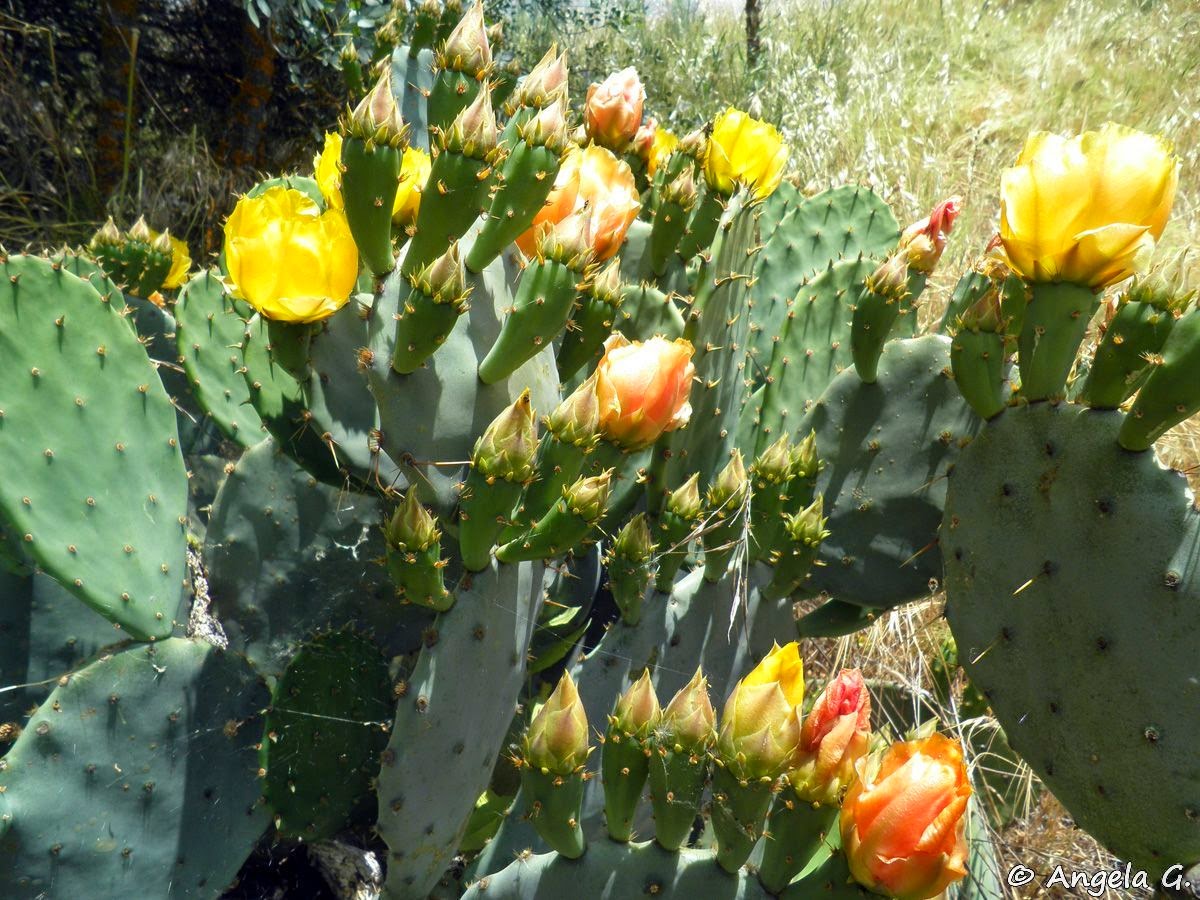 San Vicente de Alcántara: Chumberas en flor