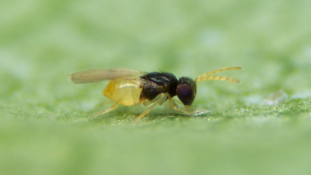 ムシをデザインしたのはダレ？: オンシツツヤコバチ ( Encarsia formosa ) 産卵,寄主摂食