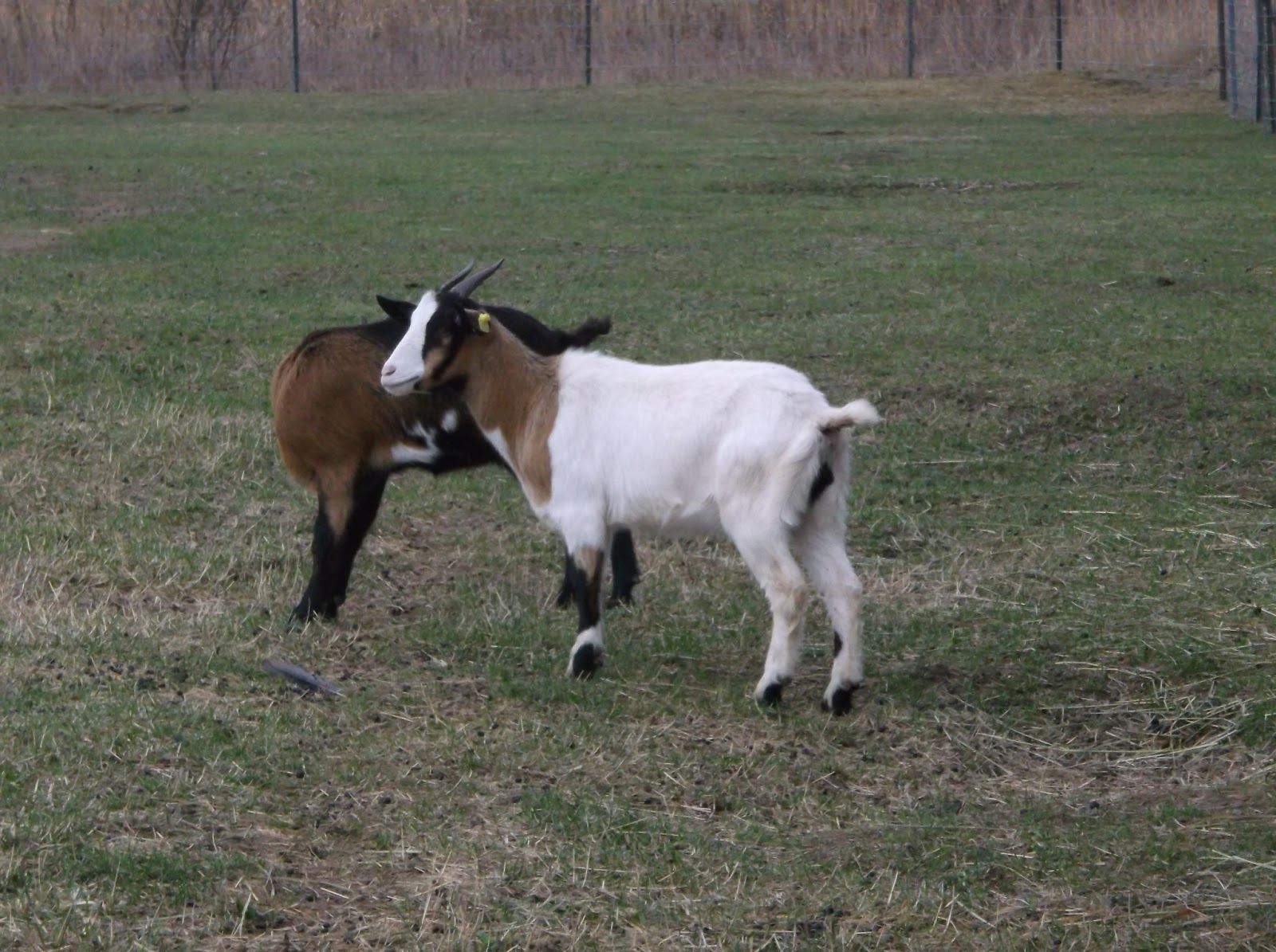 Tye Dye Acres: Fainting Goat Colors and Patterns!