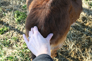 Brooding On: What? You Don't Take Pictures of Goat Rumps?
