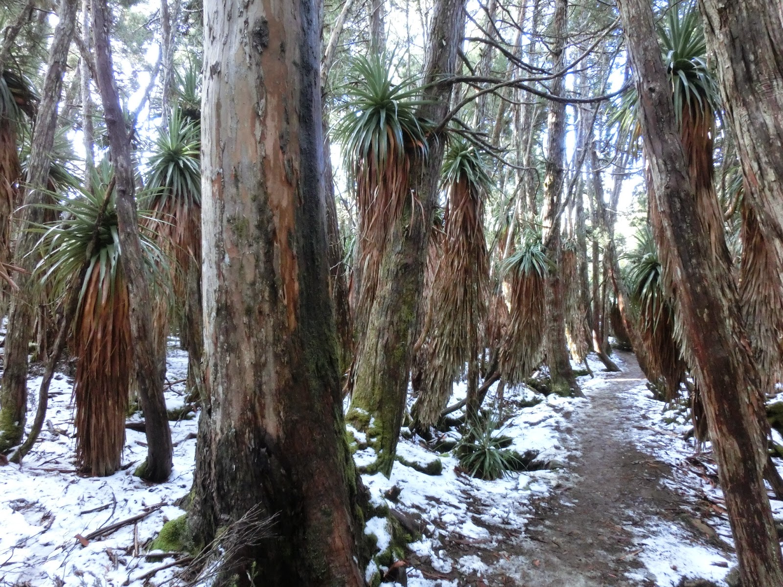 Toshio in Tasmania: DAY 5 Mount Field NP