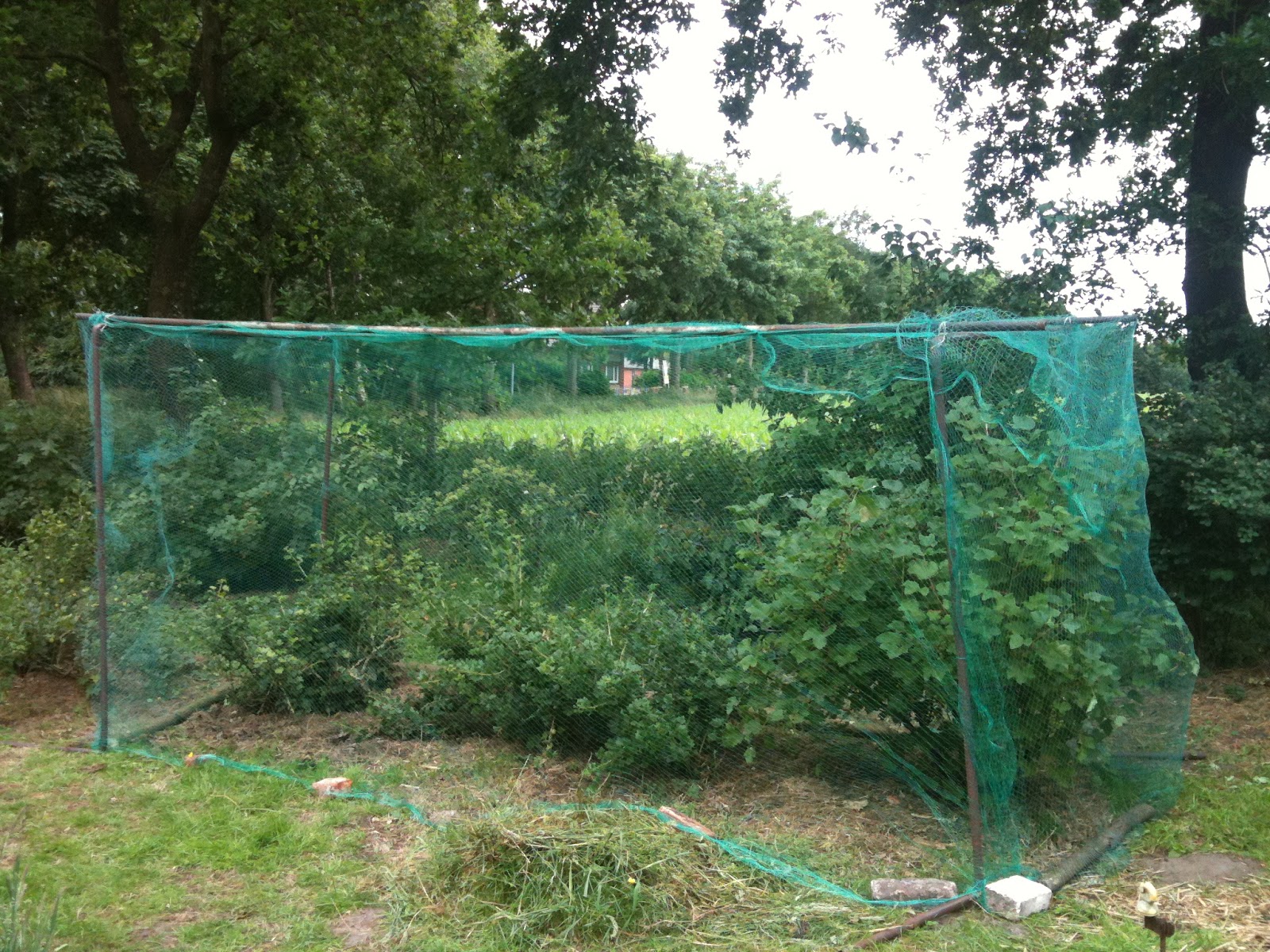 Weg naar zelfvoorziening: Onze bessenstuiken beschermen