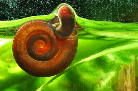 Cara membasmi keong hama di aquascape - Aquascape Pemula