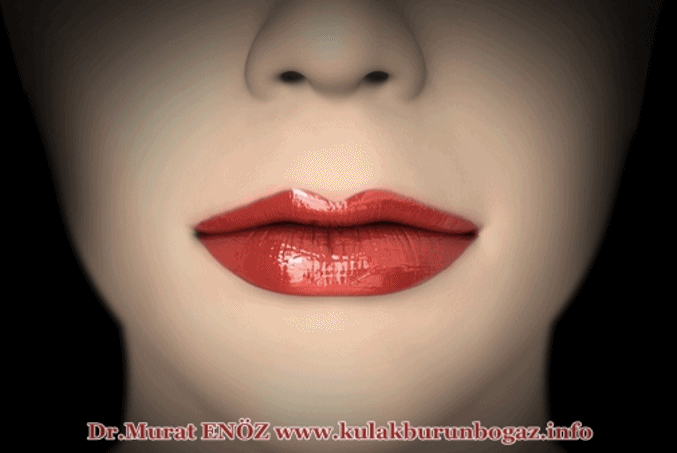 Anatomy and Tasks of The Lips