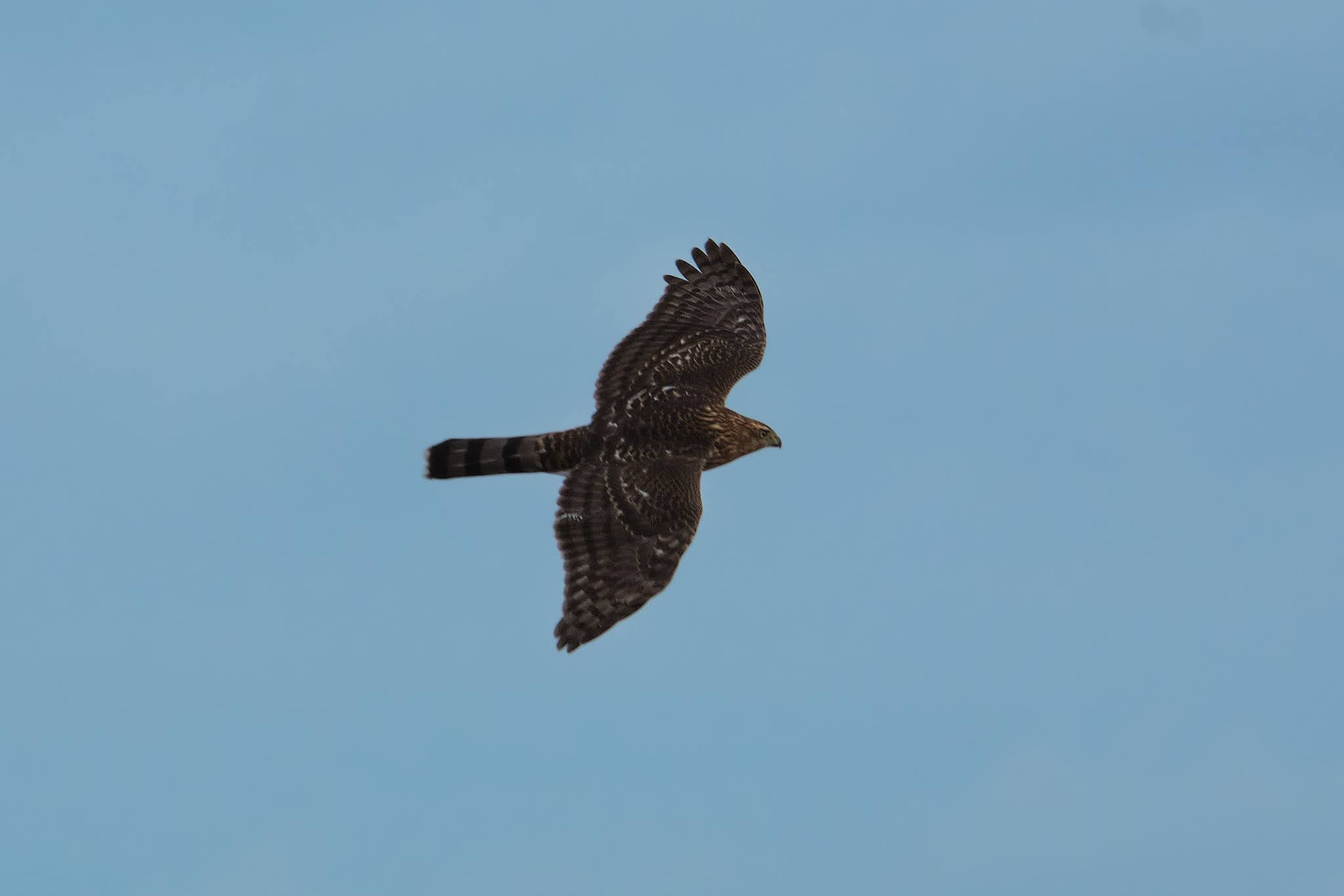 Nathan's Nature Adventure Blog: Watching Hawks