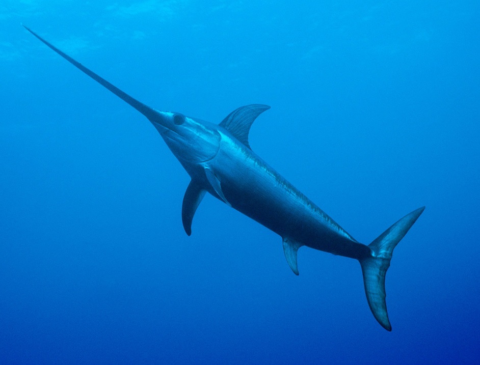Bensozia Swordfish Swords bensozia-swordfish-swords