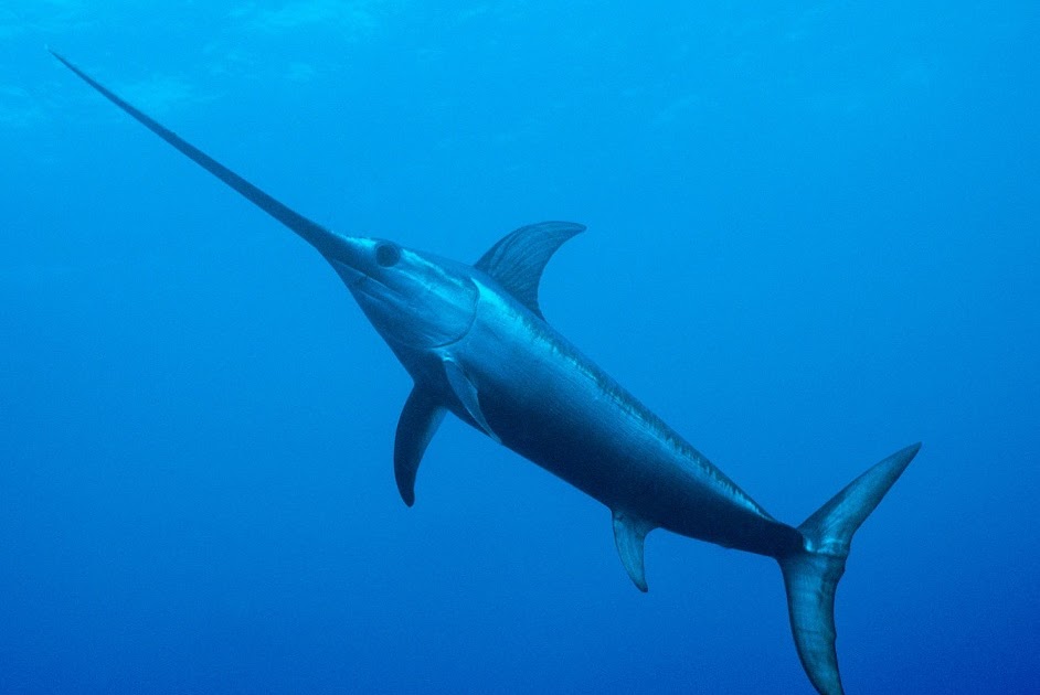 Bensozia Swordfish Swords bensozia-swordfish-swords