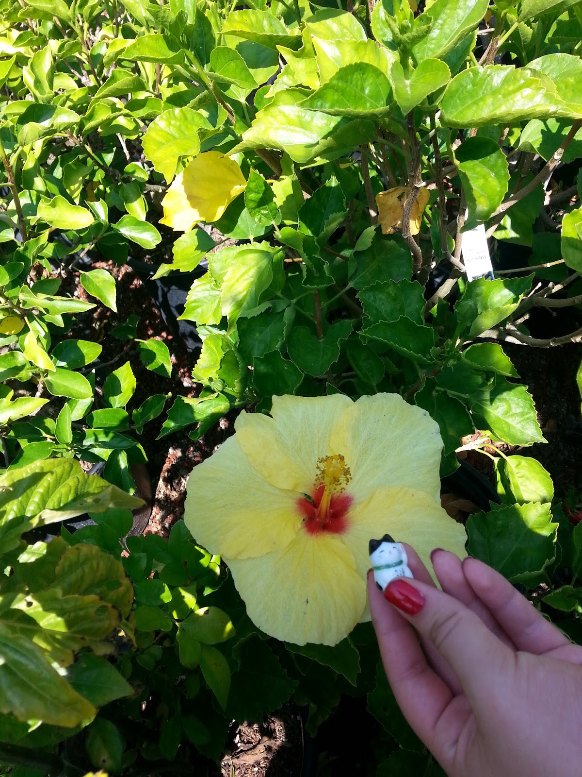 AP Biology Summer Project 23 Dicot Plant With Flower And Leaf AP Biology Summer Project 23 Dicot Plant With Flower And Leaf