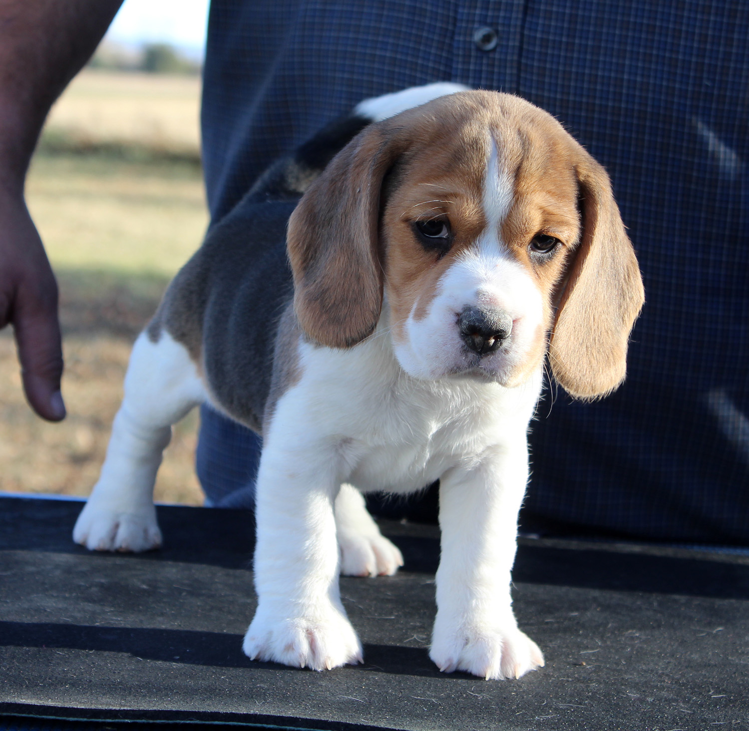 Lonesome Grove Beagles