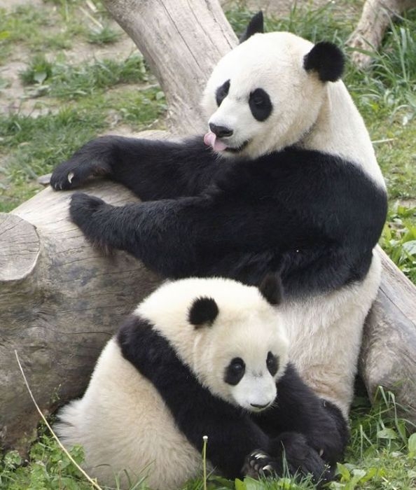 Conteng2Kreatif: Comelnya Panda ( 33 Gambar )